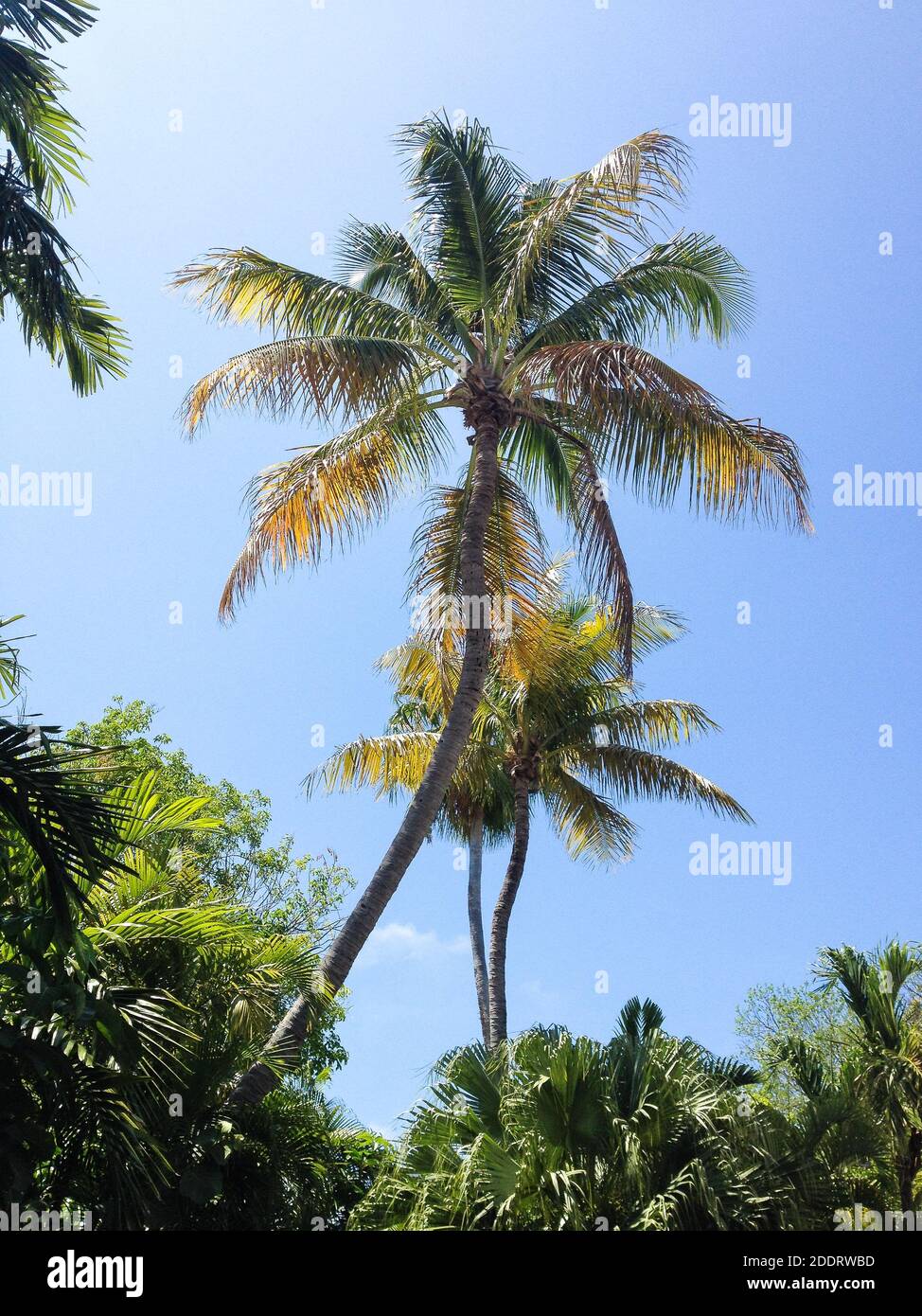 Plam tree isolated hi-res stock photography and images - Alamy