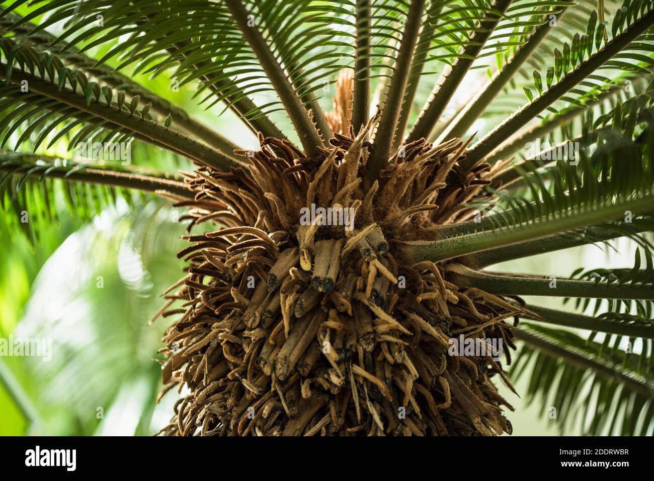 Plam tree hi-res stock photography and images - Alamy