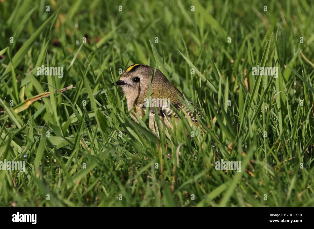 Goldcrest (Regulus regulus regulus) female foraging on lawn Eccles-on ...