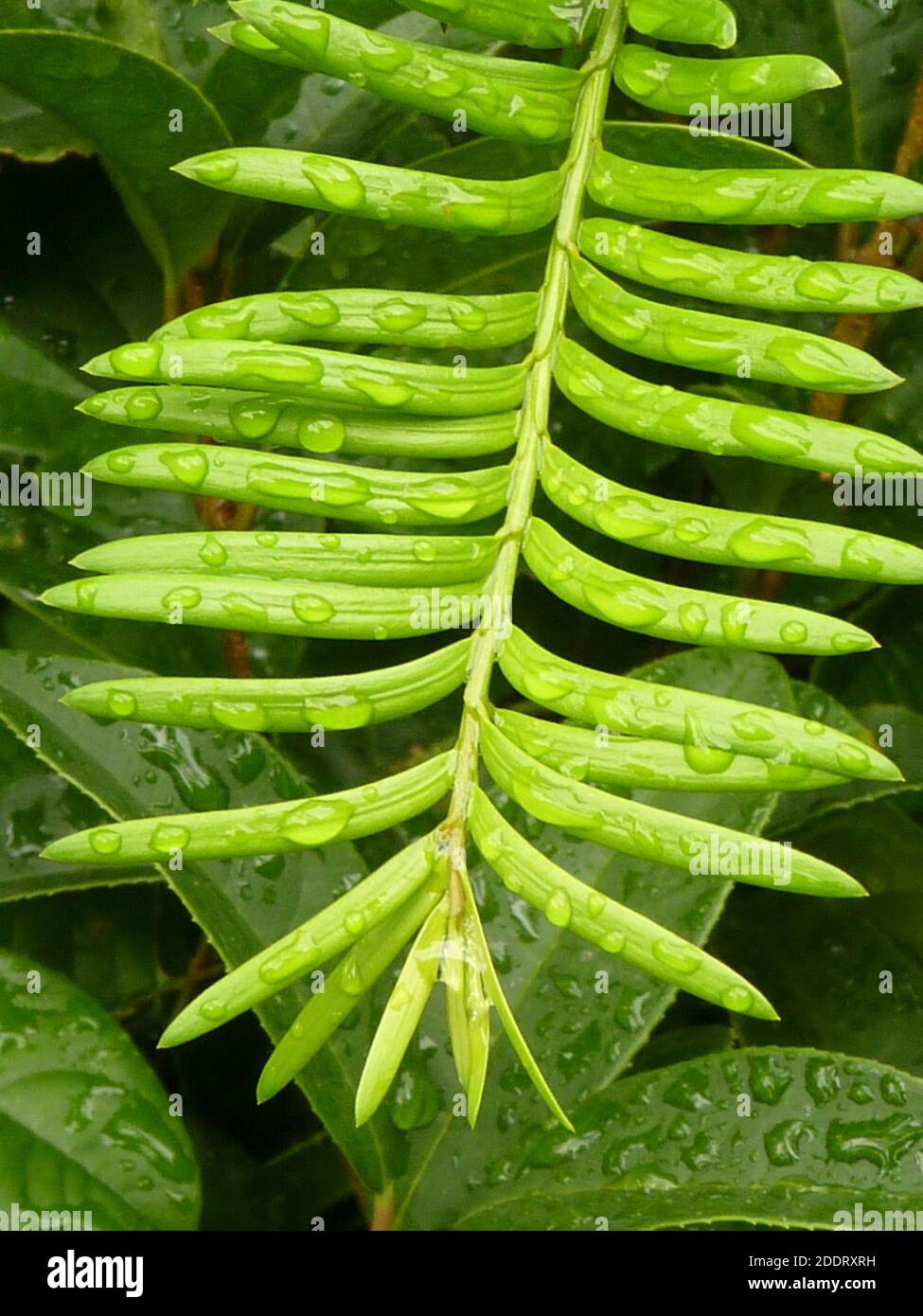 A closeup vertica lshot of tropical plant leaves with droples of water ...