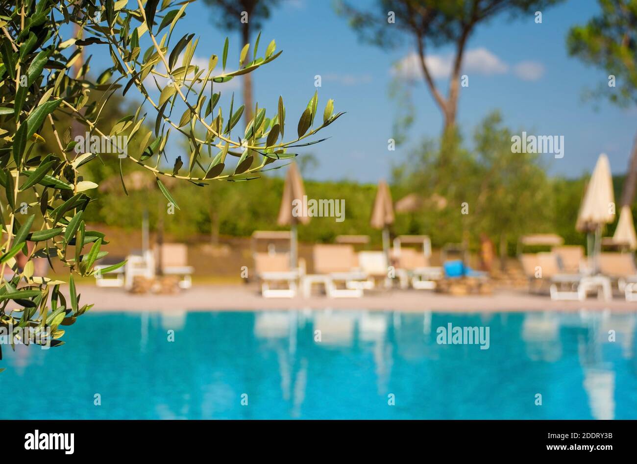 An olive tree with an empty hotel swimming pool in the background in ...