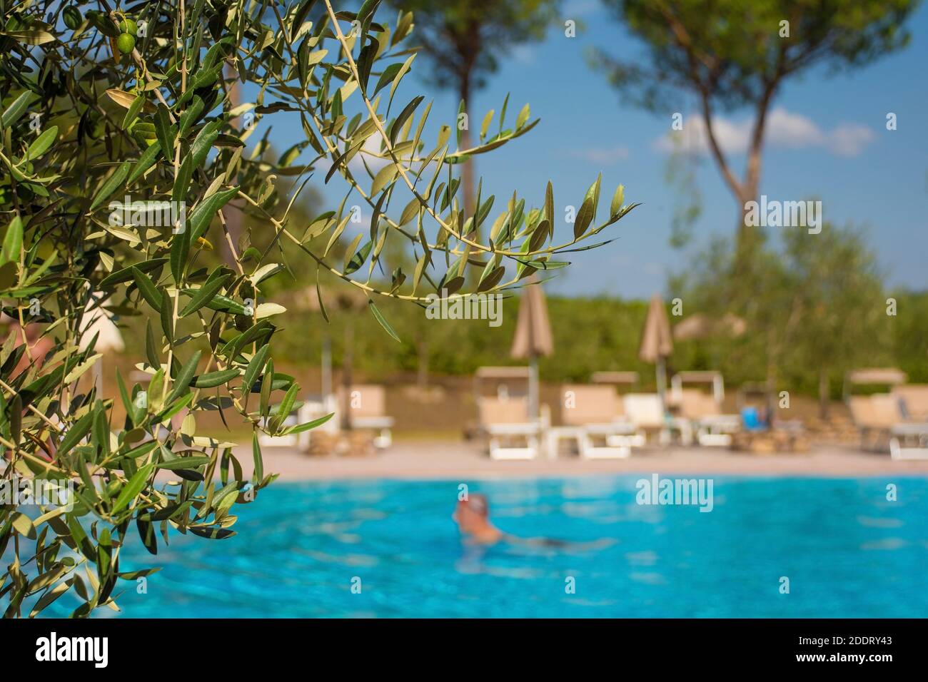 Olive tree swimming pool hi-res stock photography and images - Alamy