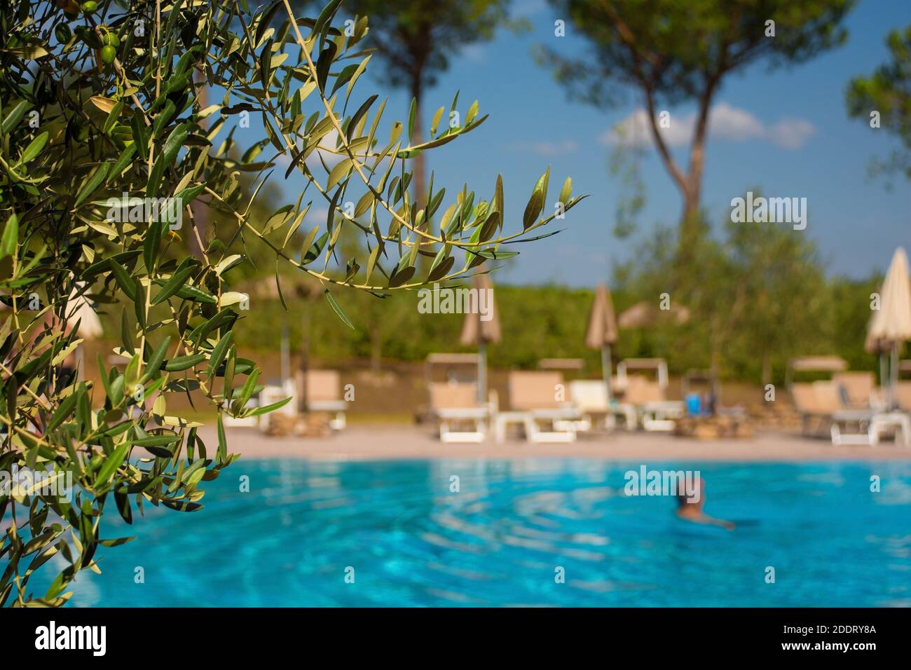 Olive tree swimming pool hi-res stock photography and images - Alamy