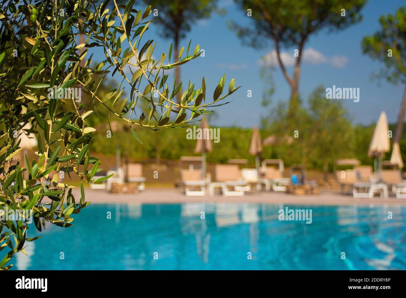 An olive tree with an empty hotel swimming pool in the background in ...