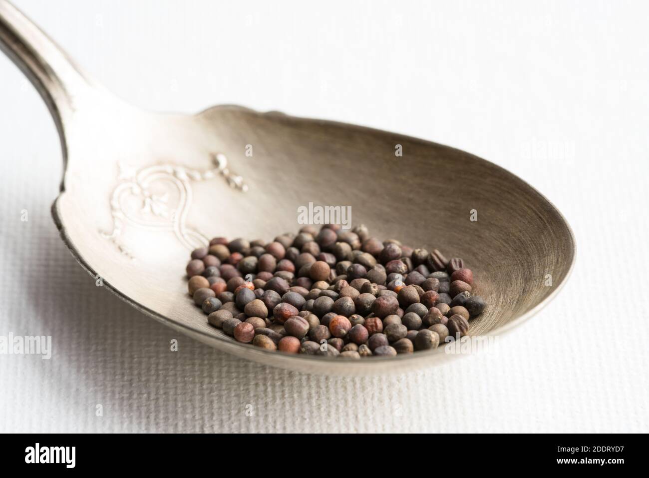 Cabbage garden seeds hi-res stock photography and images - Alamy
