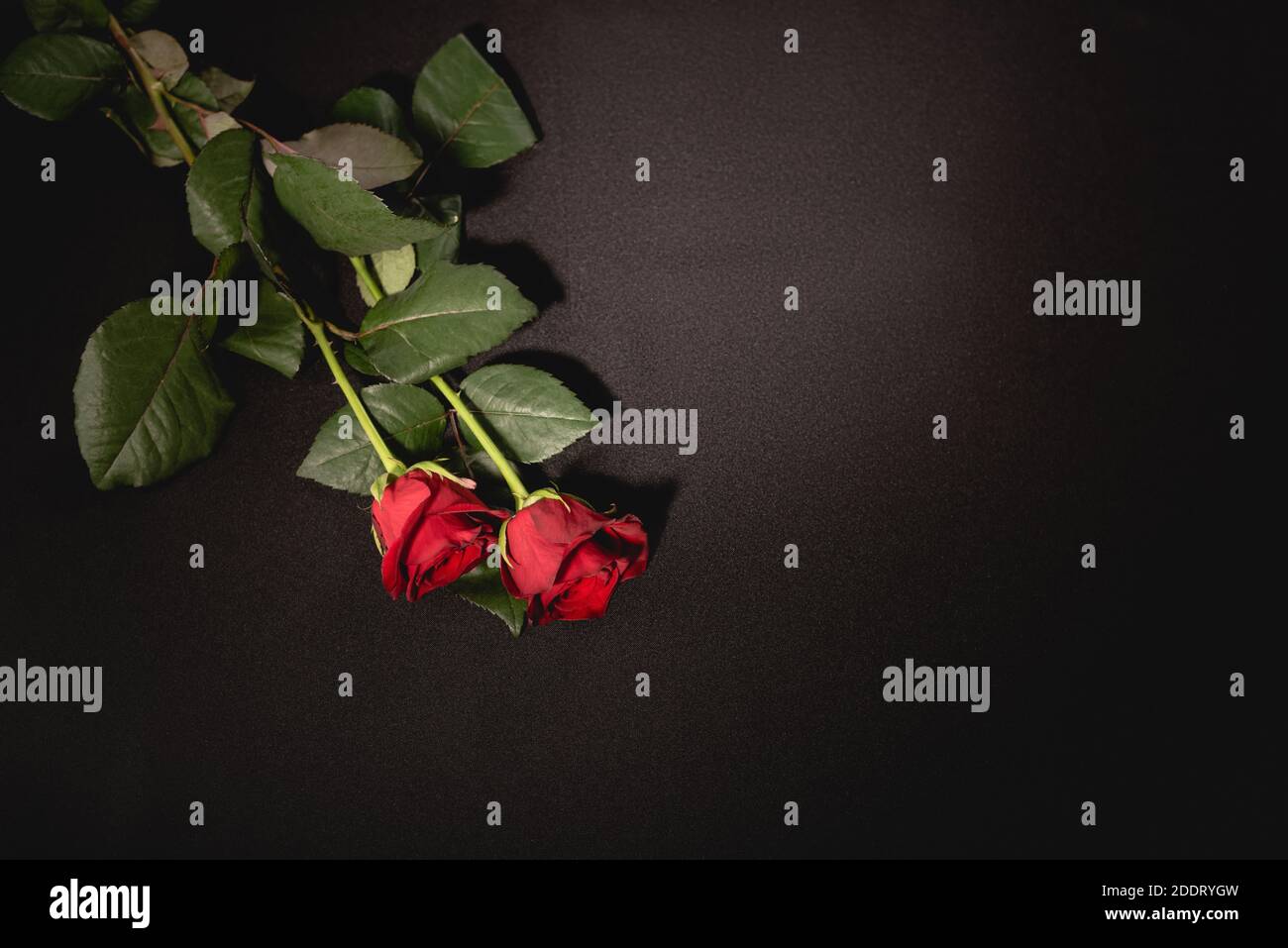 two red roses on black background, funeral concept Stock Photo - Alamy