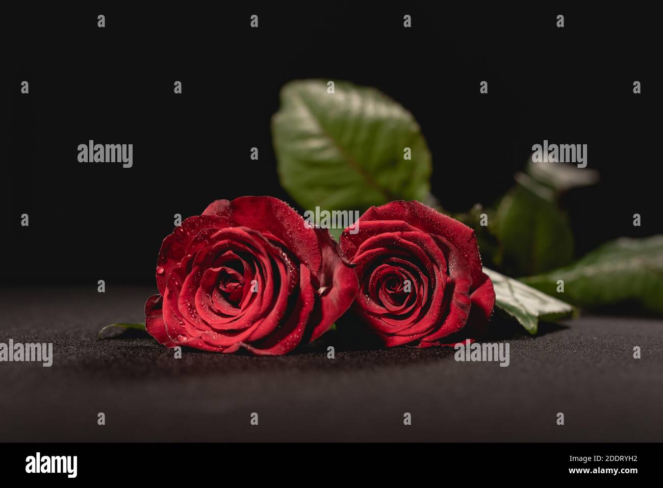 two red roses on black background, funeral concept Stock Photo - Alamy
