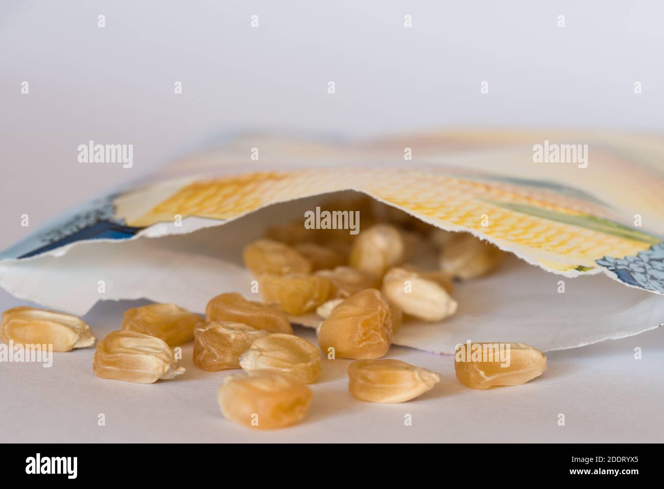 Corn Seeds Spilled from a Seed Packet Stock Photo - Alamy