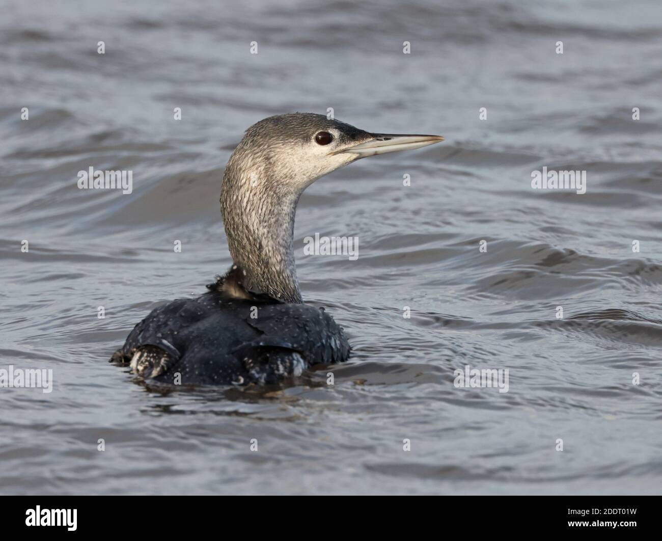 Red-throated Diver (Gavia stellata) first winter swimming on sea Eccles ...