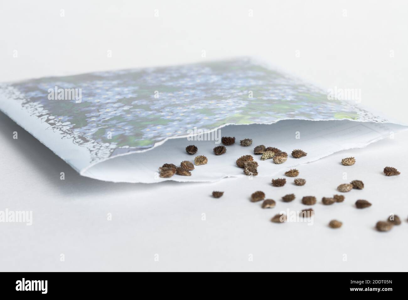Forget Me Not Seeds Spilled from a Seed Packet Stock Photo - Alamy
