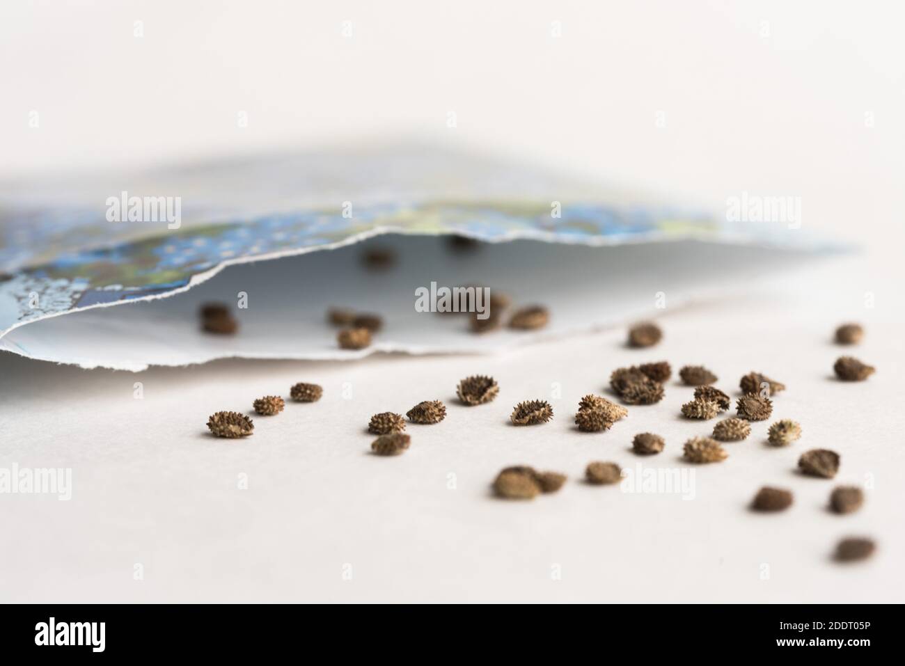Forget Me Not Seeds Spilled from a Seed Packet Stock Photo - Alamy