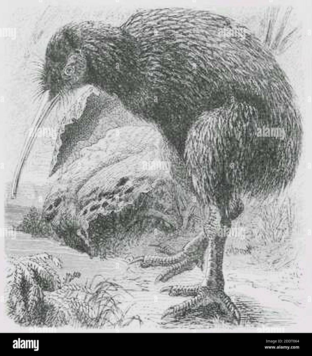 Classical kiwi hi-res stock photography and images - Alamy