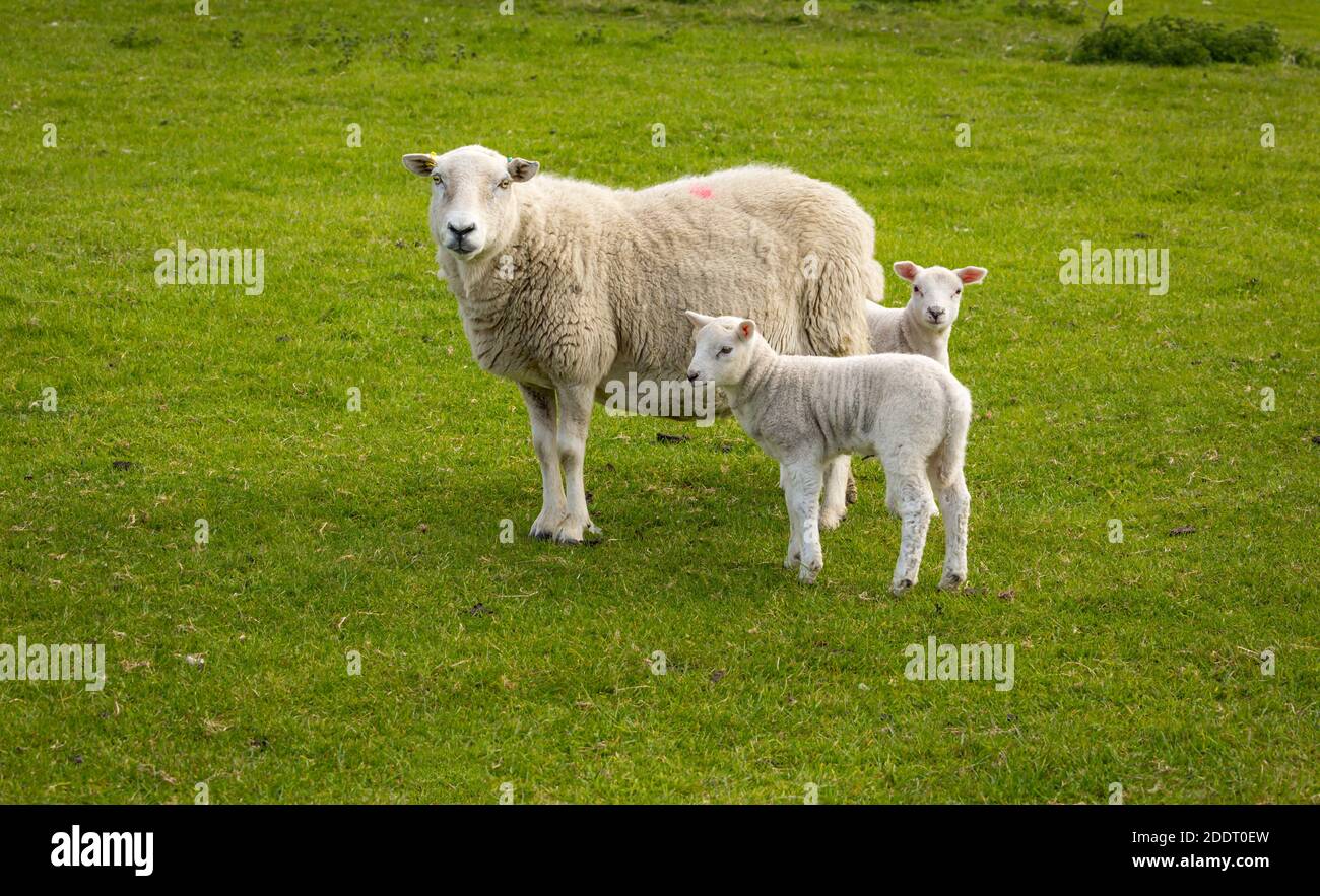 Sheep with twin lambs in Springtime stood in green pasture land, facing ...