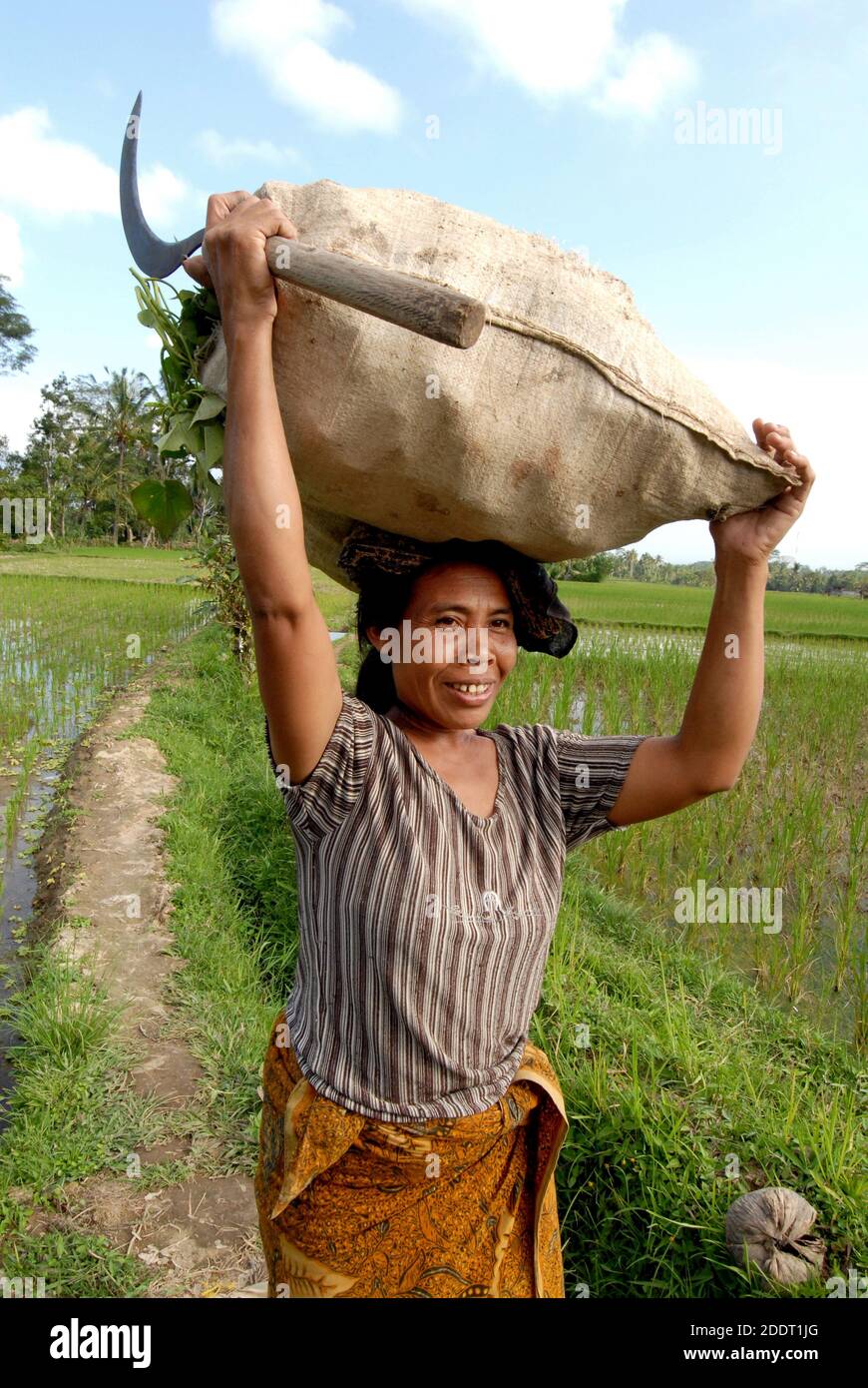Harvest farmer in Bali, Indonesia Stock Photo - Alamy