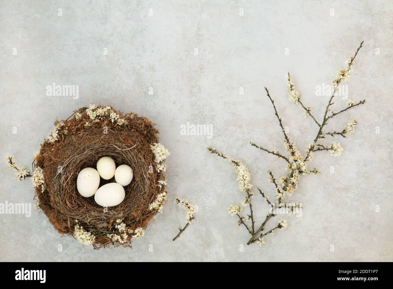 Spring birds nest with three white eggs & blackthorn blossom on mottled ...
