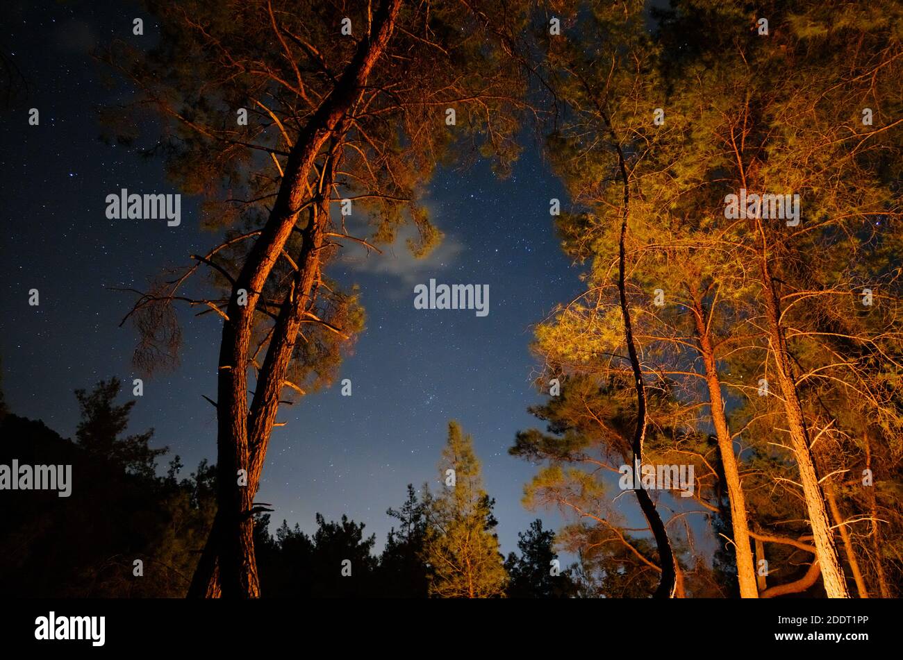 Pine tree stars hi-res stock photography and images - Alamy