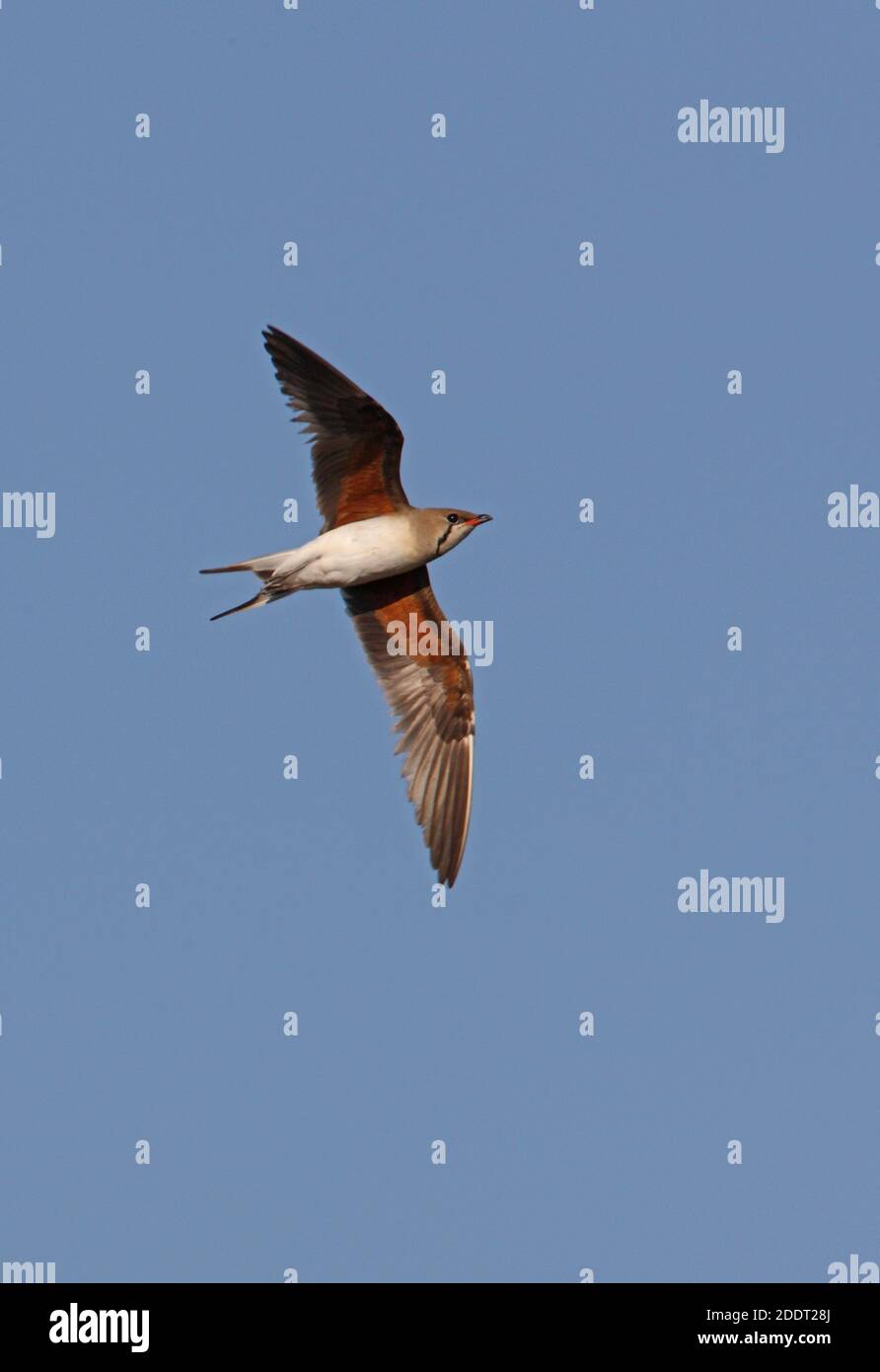 Collared Pratincole (Gareola pratincola pratincola) adult in flight ...
