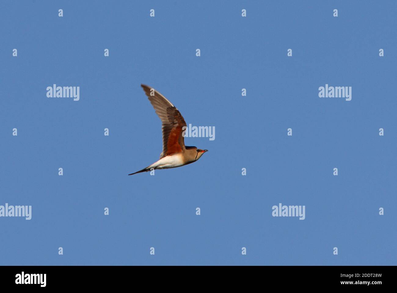 Collared Pratincole (Gareola pratincola pratincola) adult in flight ...