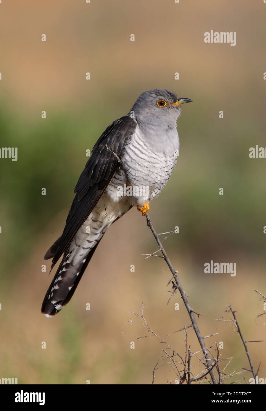 Common Cuckoo (Cuculus canorus) adult perched on dead twig Lake ...