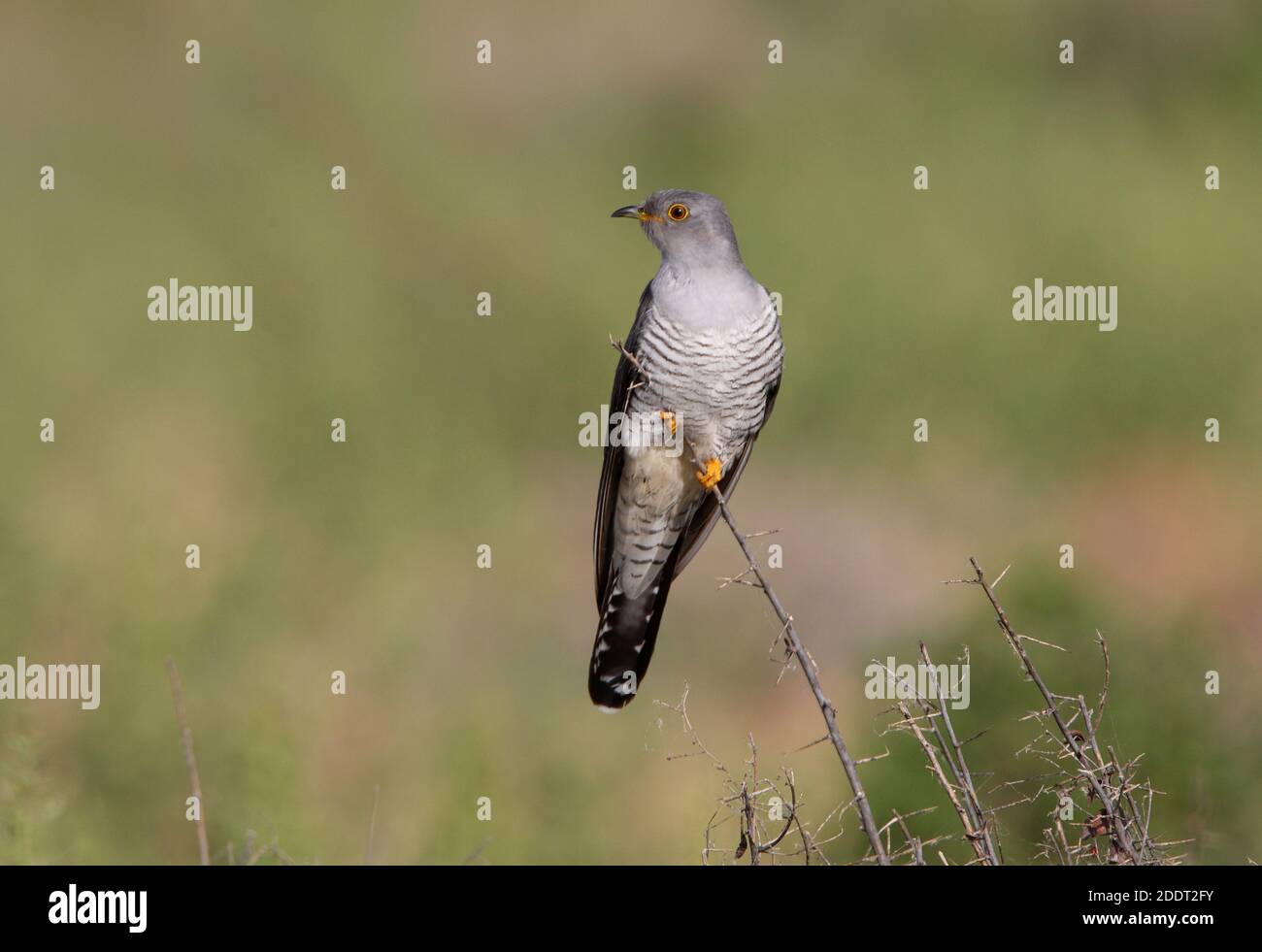 Common Cuckoo (Cuculus canorus) adult perched on dead twig Lake ...