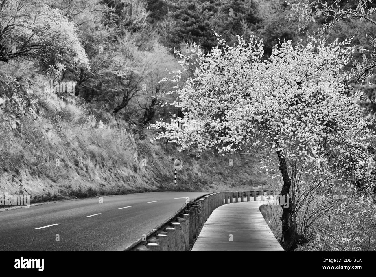 White tree, peaceful sidewalk and empty road in black and white Stock ...