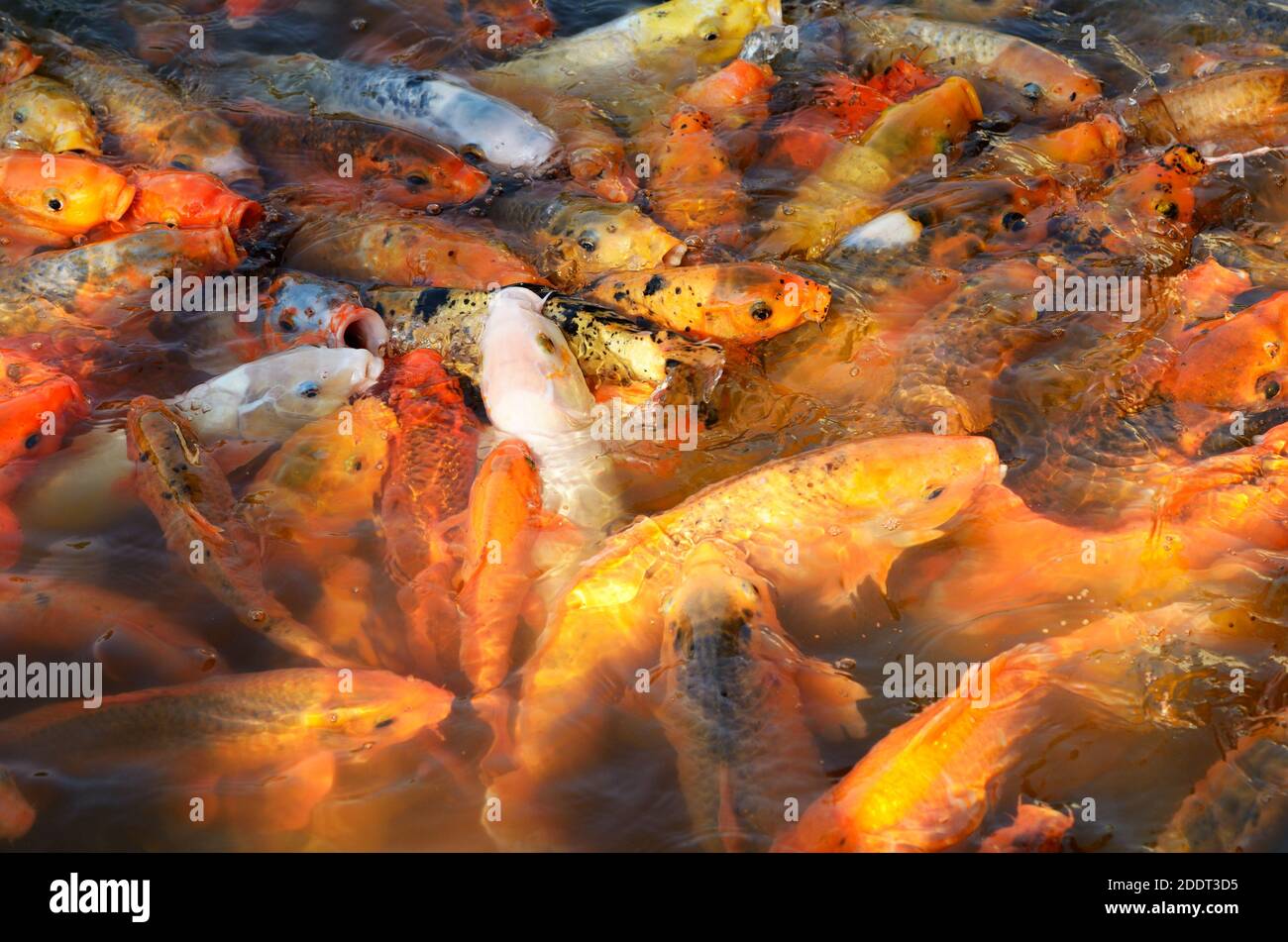 Orange white multi colored koi carp hi-res stock photography and images ...