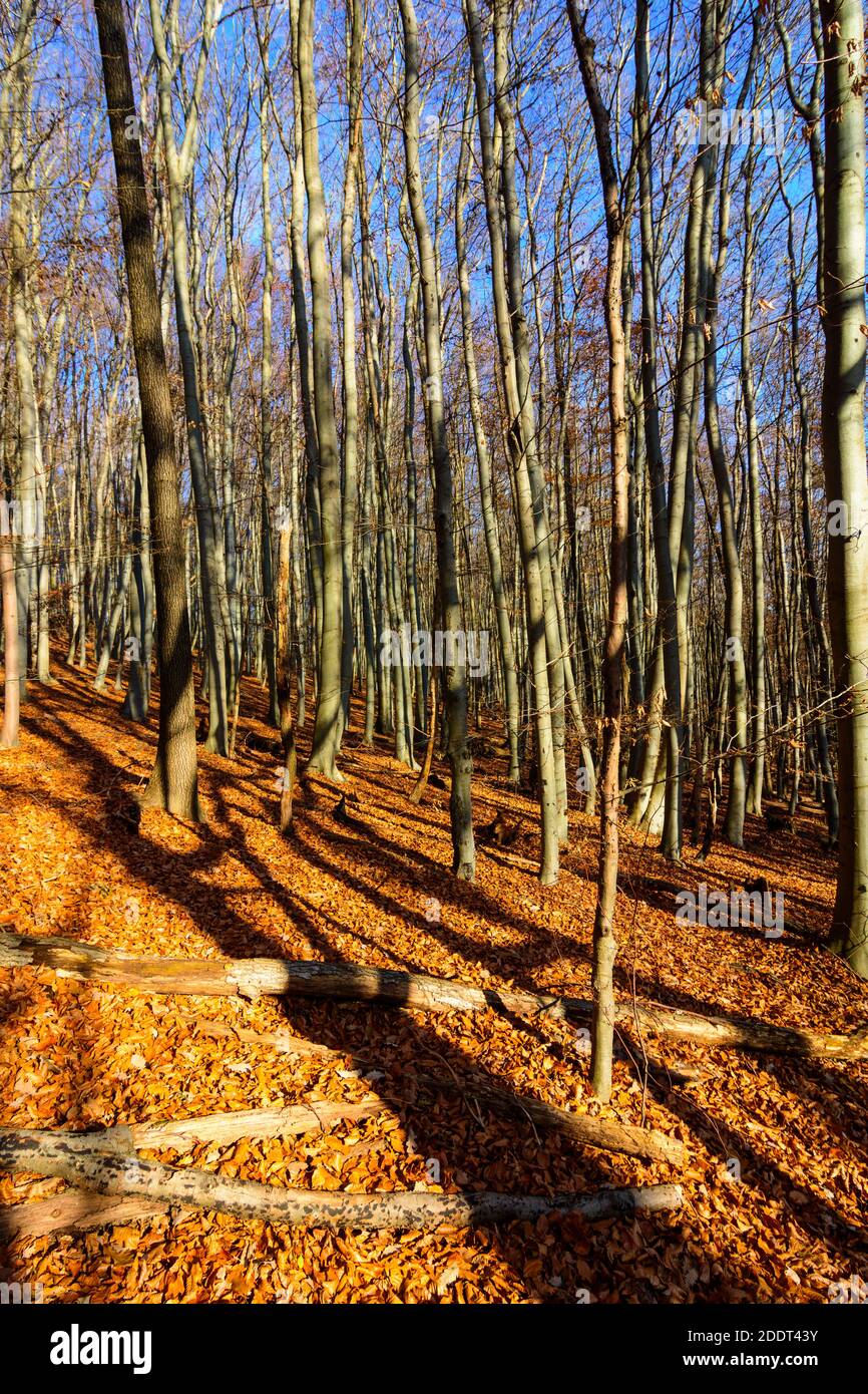 Wien, Vienna: beech forest of Wienerwald (Vienna Woods), fallen trees ...
