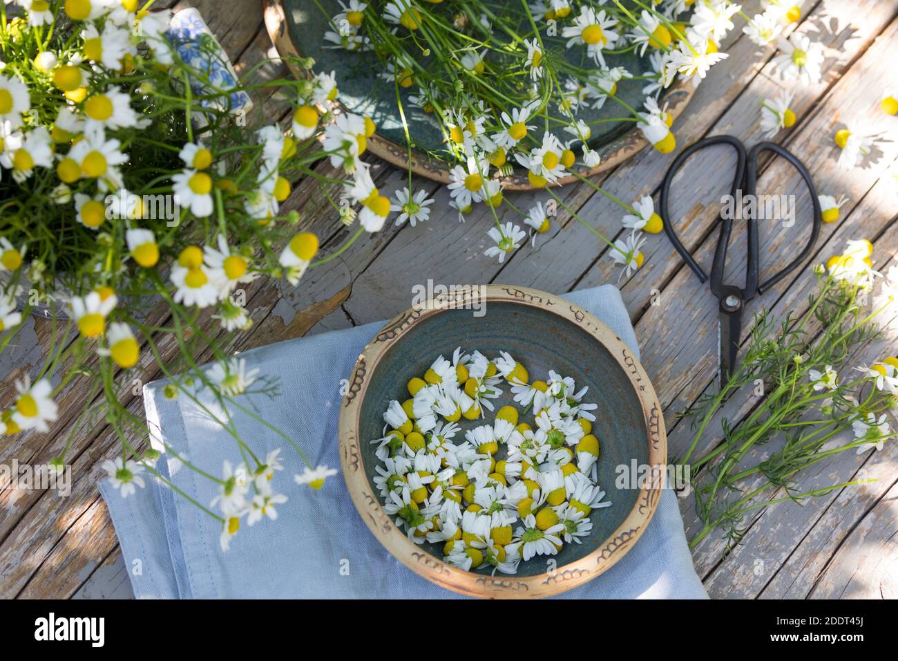 Kamillenernte hi-res stock photography and images - Alamy