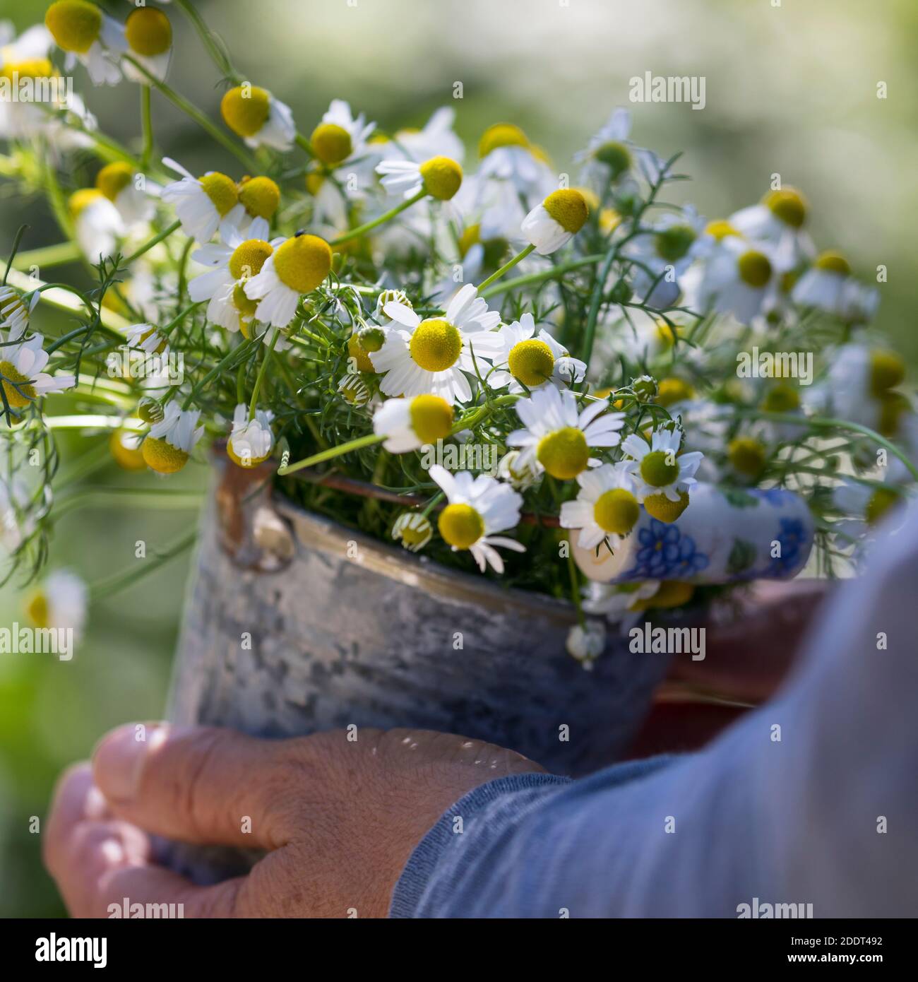 Kamillen-Ernte, Kamille-Ernte, Kamillenernte, Kamilleernte ...