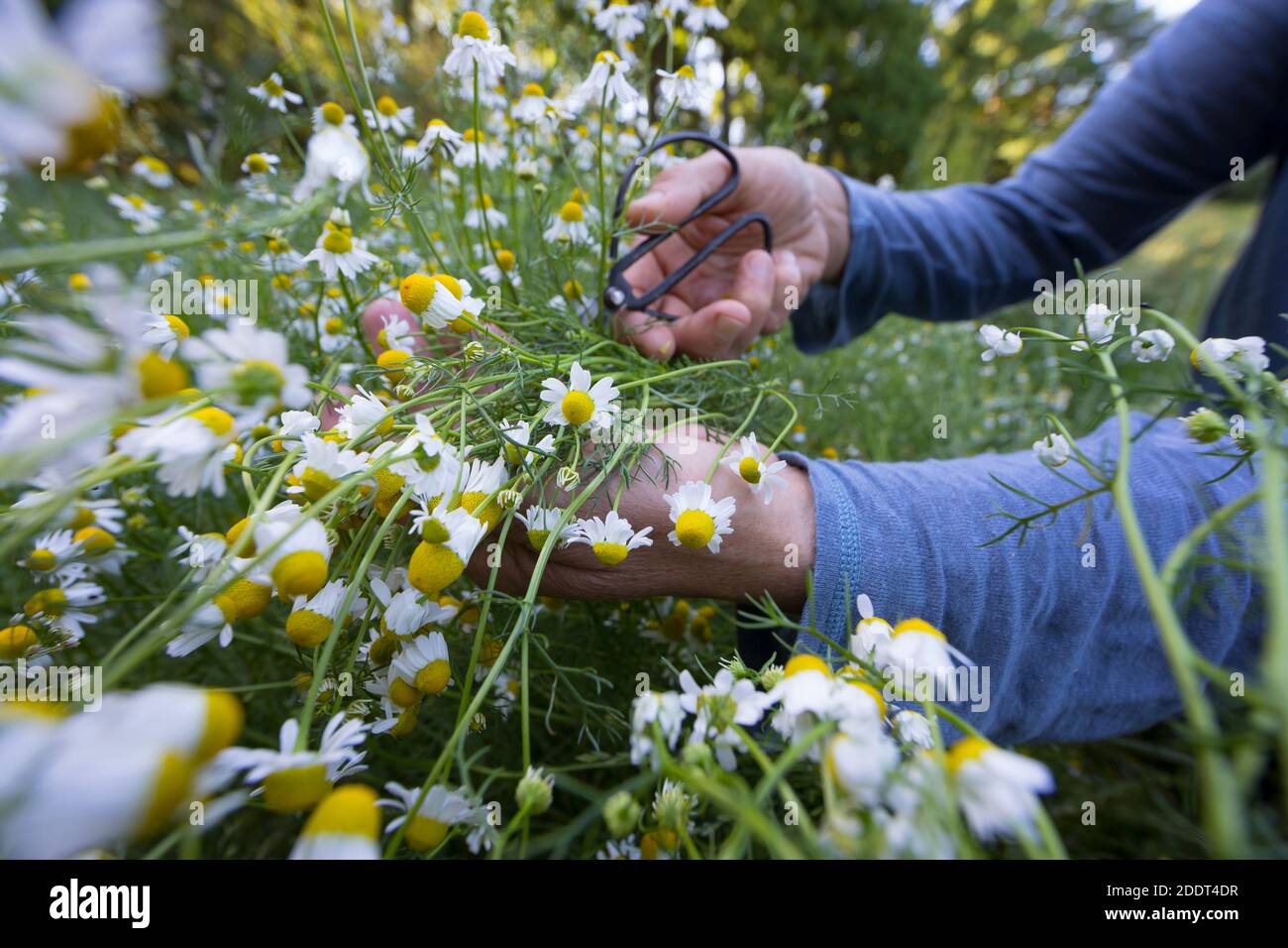 Kamillen-Ernte, Kamille-Ernte, Kamillenernte, Kamilleernte ...