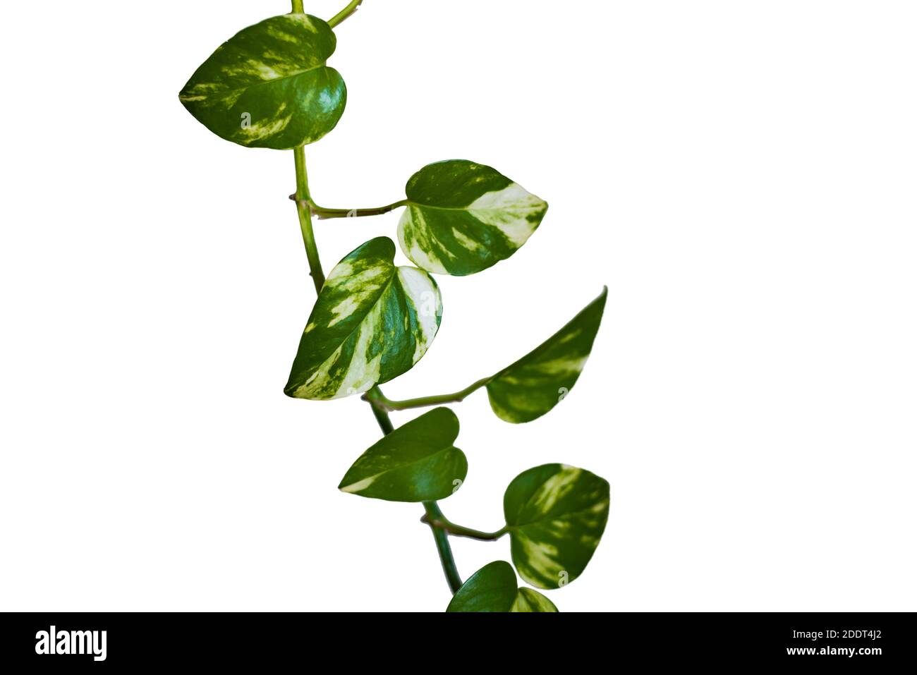 Heart shaped green leaves vine ivy plant bush of devil's ivy or golden ...