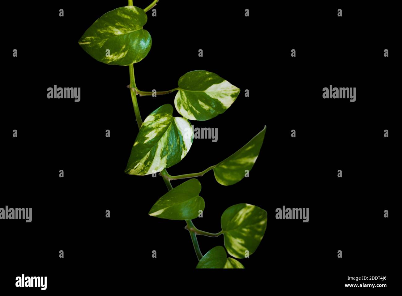 Heart shaped green leaves vine ivy plant bush of devil's ivy or golden ...
