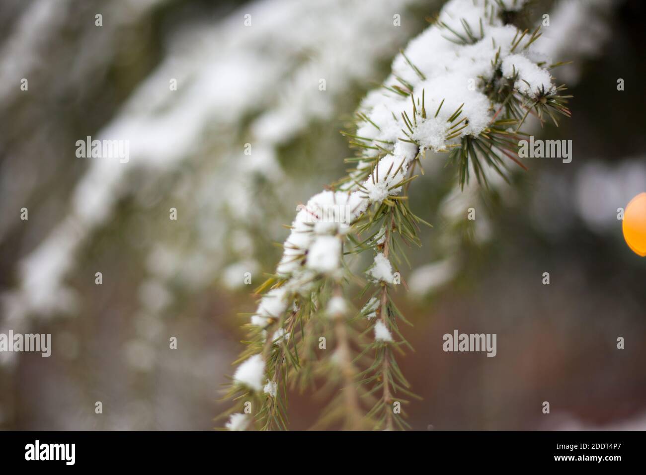 Close up snow on christmas hi-res stock photography and images - Alamy