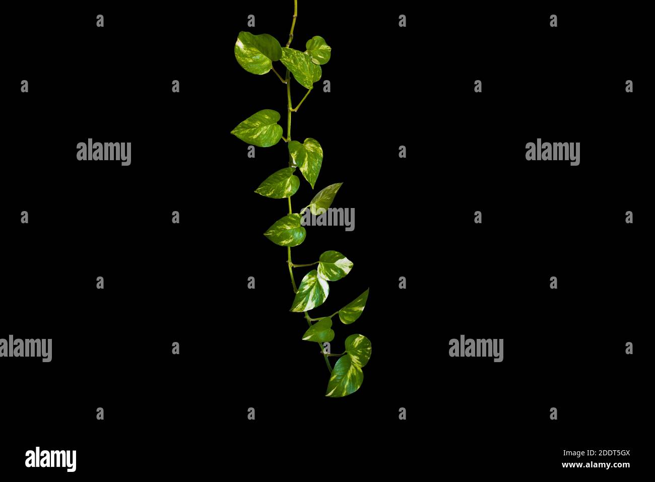 Heart shaped green leaves vine ivy plant bush of devil's ivy or golden ...
