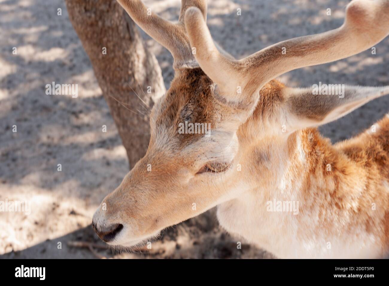 gamo fallow deer in the field nature goat Stock Photo - Alamy