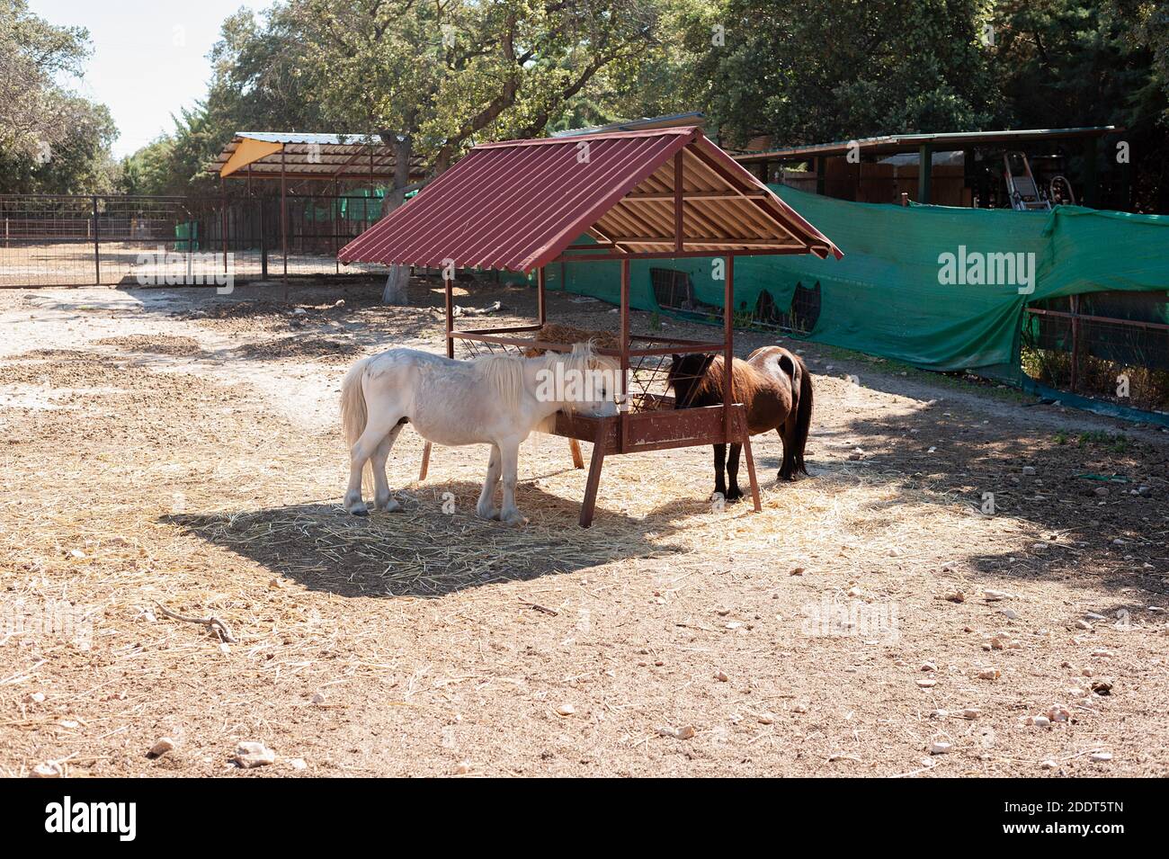two ponies eat grass hay on the straw stand one is white and the other ...