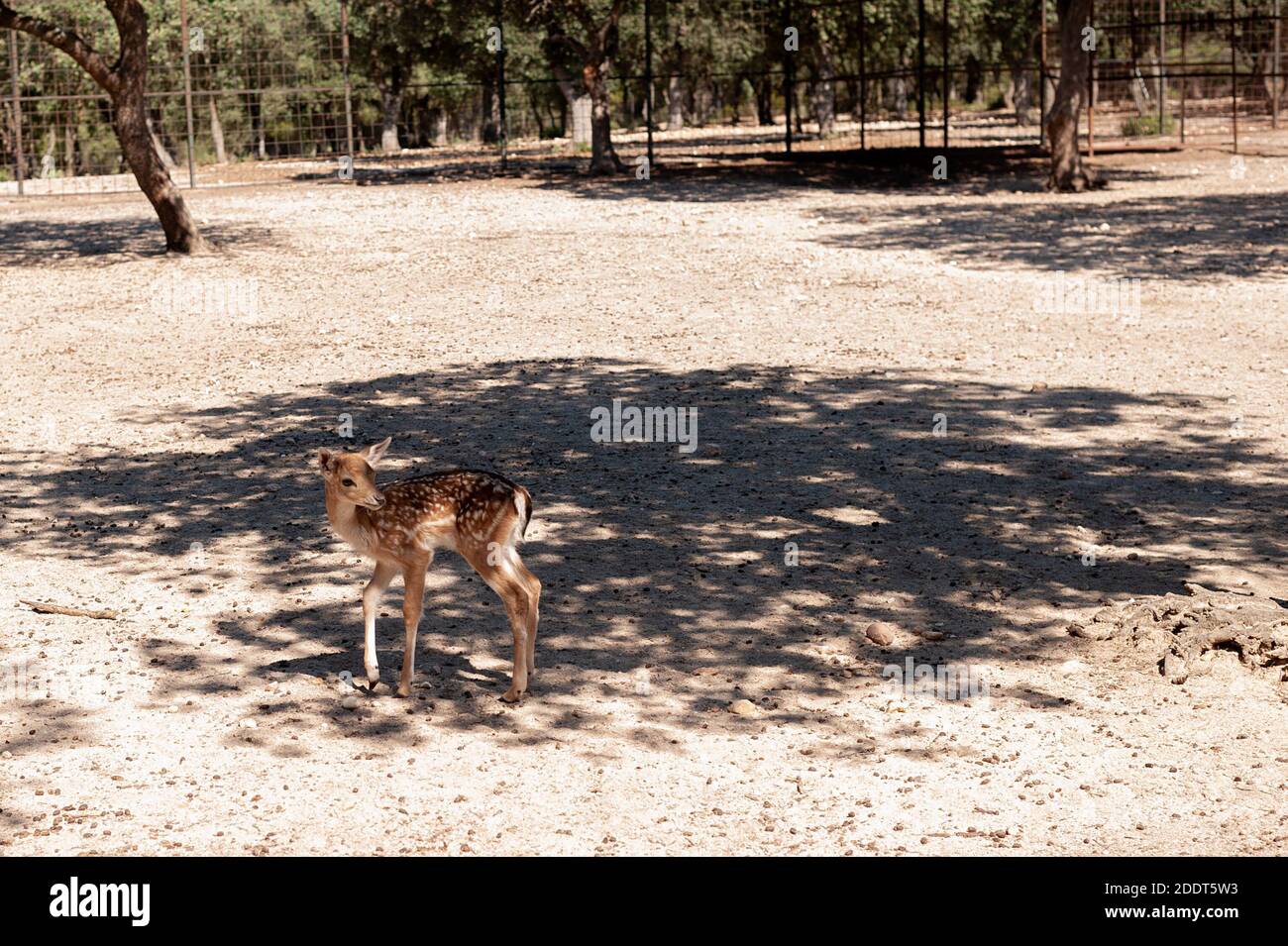 Baby fallow deer hi-res stock photography and images - Alamy