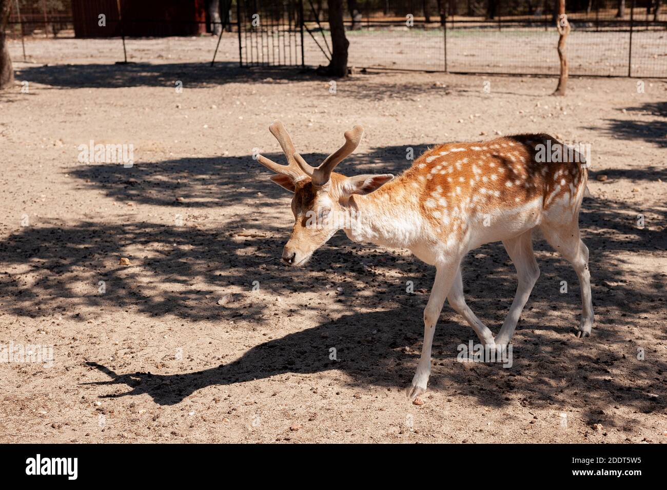 Gamo hi-res stock photography and images - Alamy