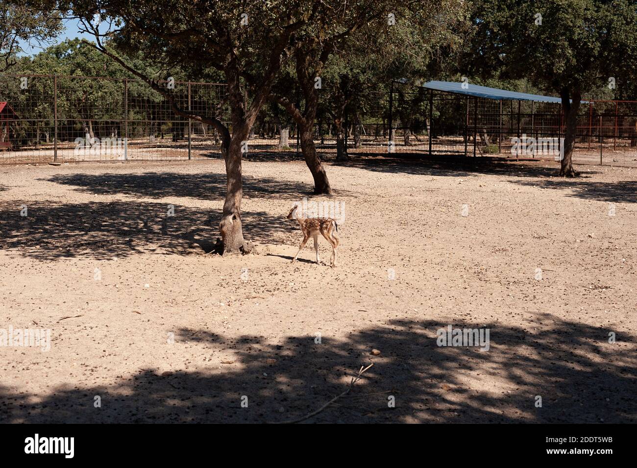 gamo fallow deer in the field nature goat baby fallow deer Stock Photo ...