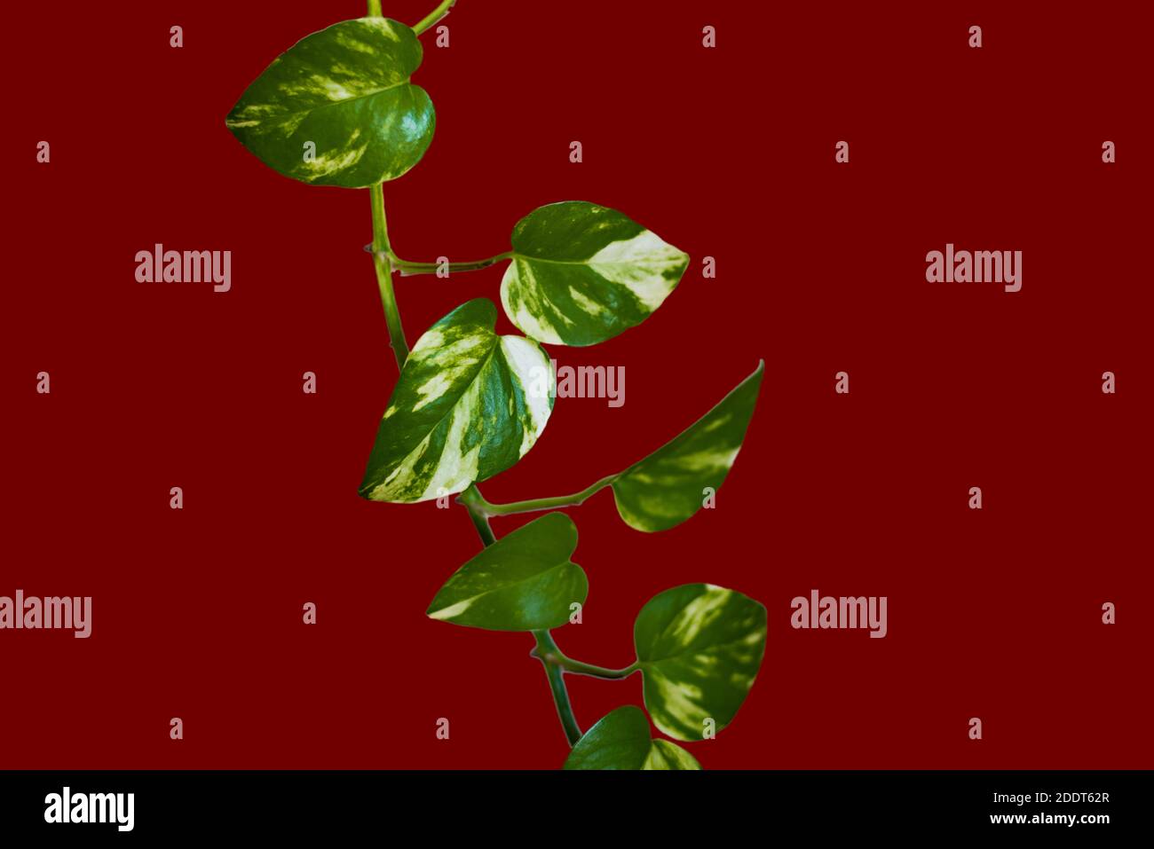 Heart shaped green leaves vine ivy plant bush of devil's ivy or golden ...