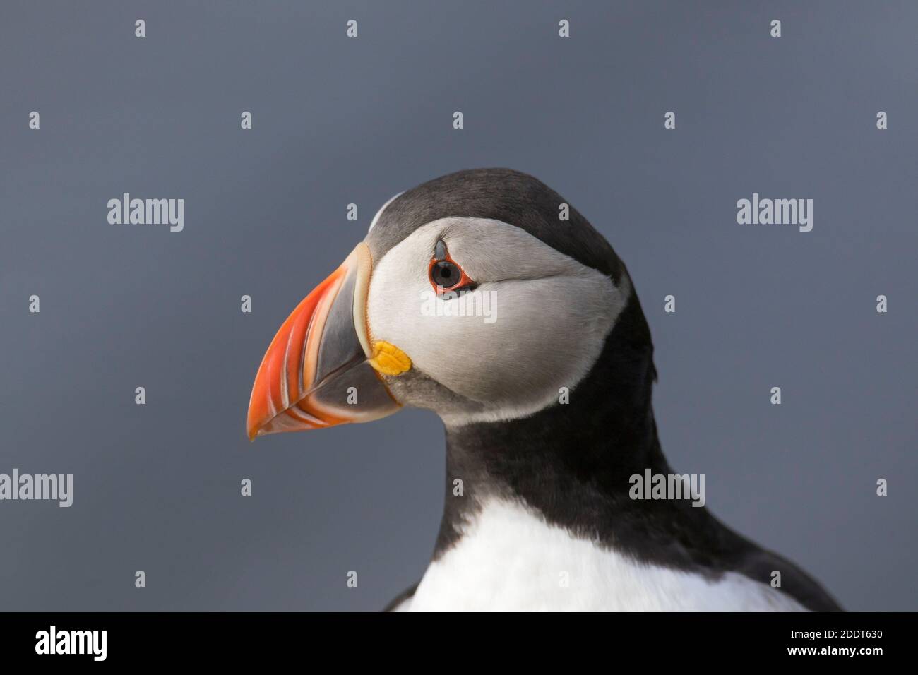 Atlantic puffin (Fratercula arctica) showing coloured beak in the ...