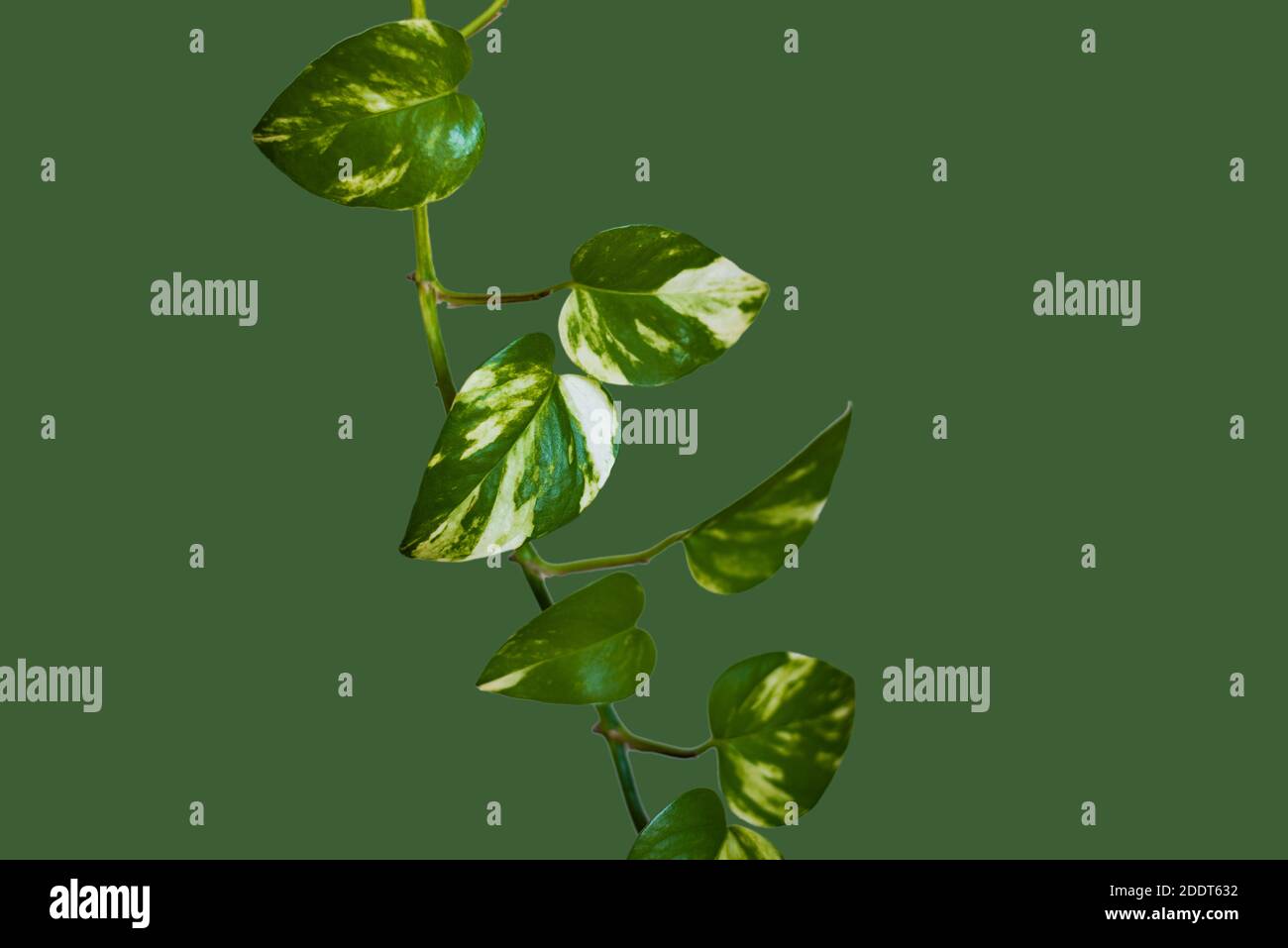 Heart shaped green leaves vine ivy plant bush of devil's ivy or golden ...