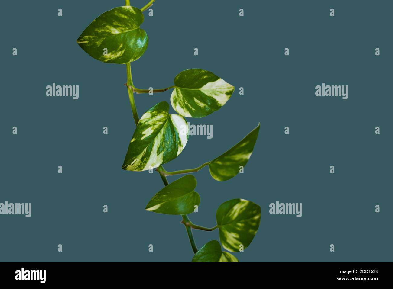 Heart shaped green leaves vine ivy plant bush of devil's ivy or golden ...