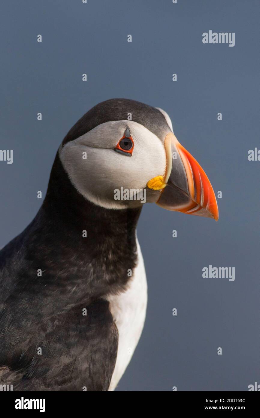 Atlantic puffin (Fratercula arctica) showing coloured beak in the ...