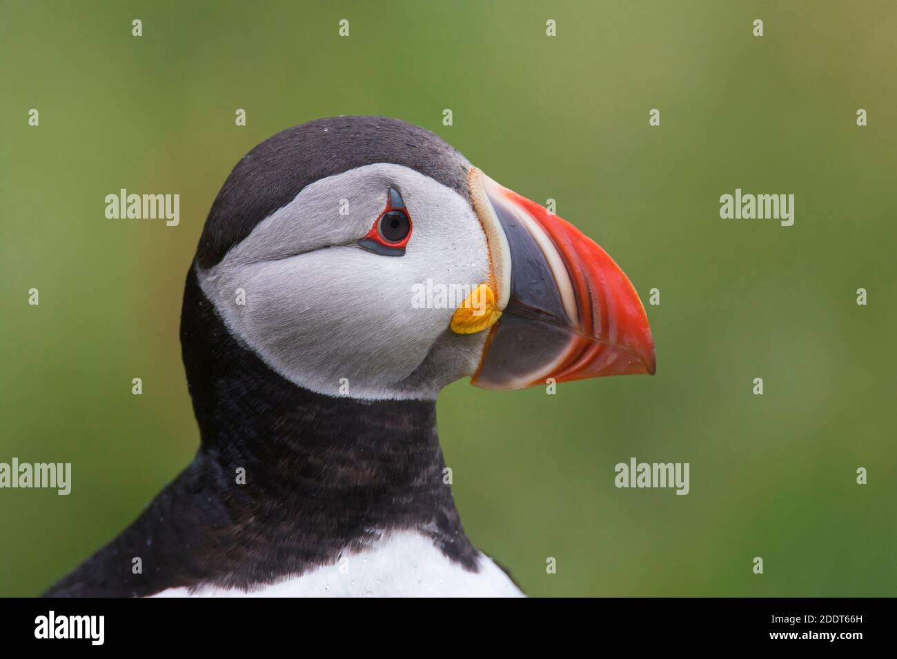 Atlantic puffin (Fratercula arctica) showing coloured beak in the ...