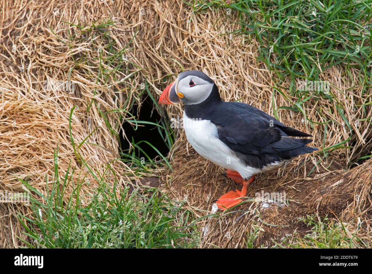 Atlantic puffin (Fratercula arctica) entering burrow entrance on sea ...