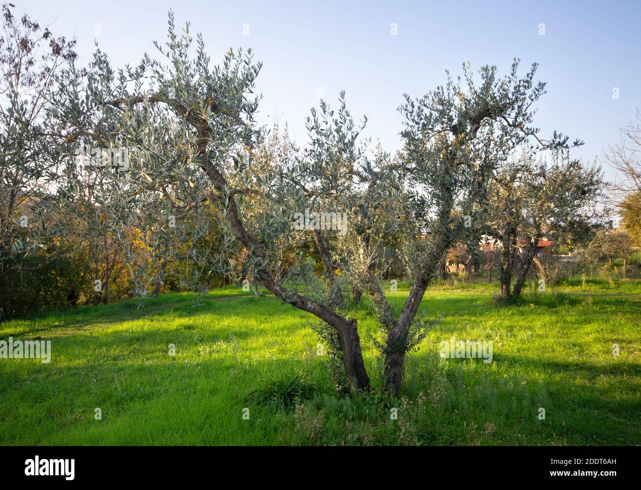 olive tree under the sun rays in Tuscan countryside Stock Photo - Alamy