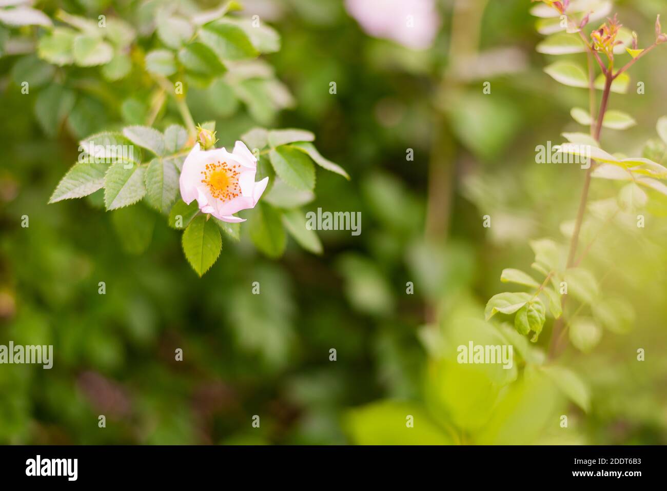 wild flowers in the countryside Stock Photo - Alamy