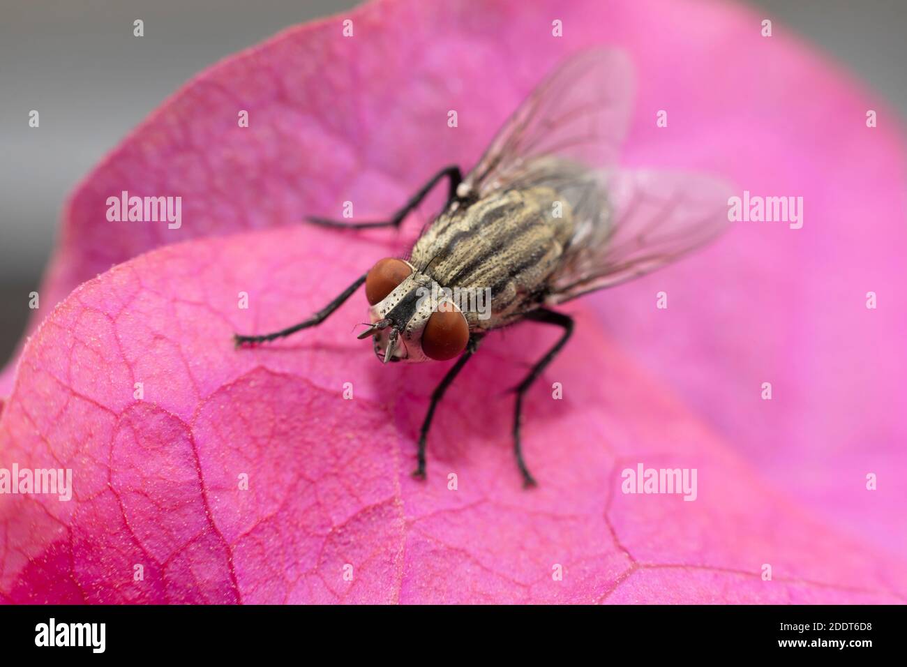 Insects flying sunlight sunset hi-res stock photography and images - Alamy