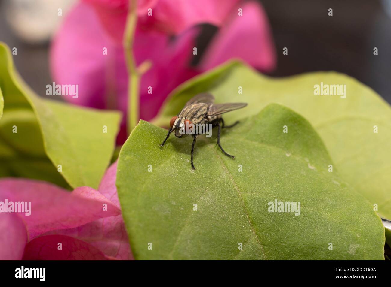 Large flying insect hi-res stock photography and images - Alamy
